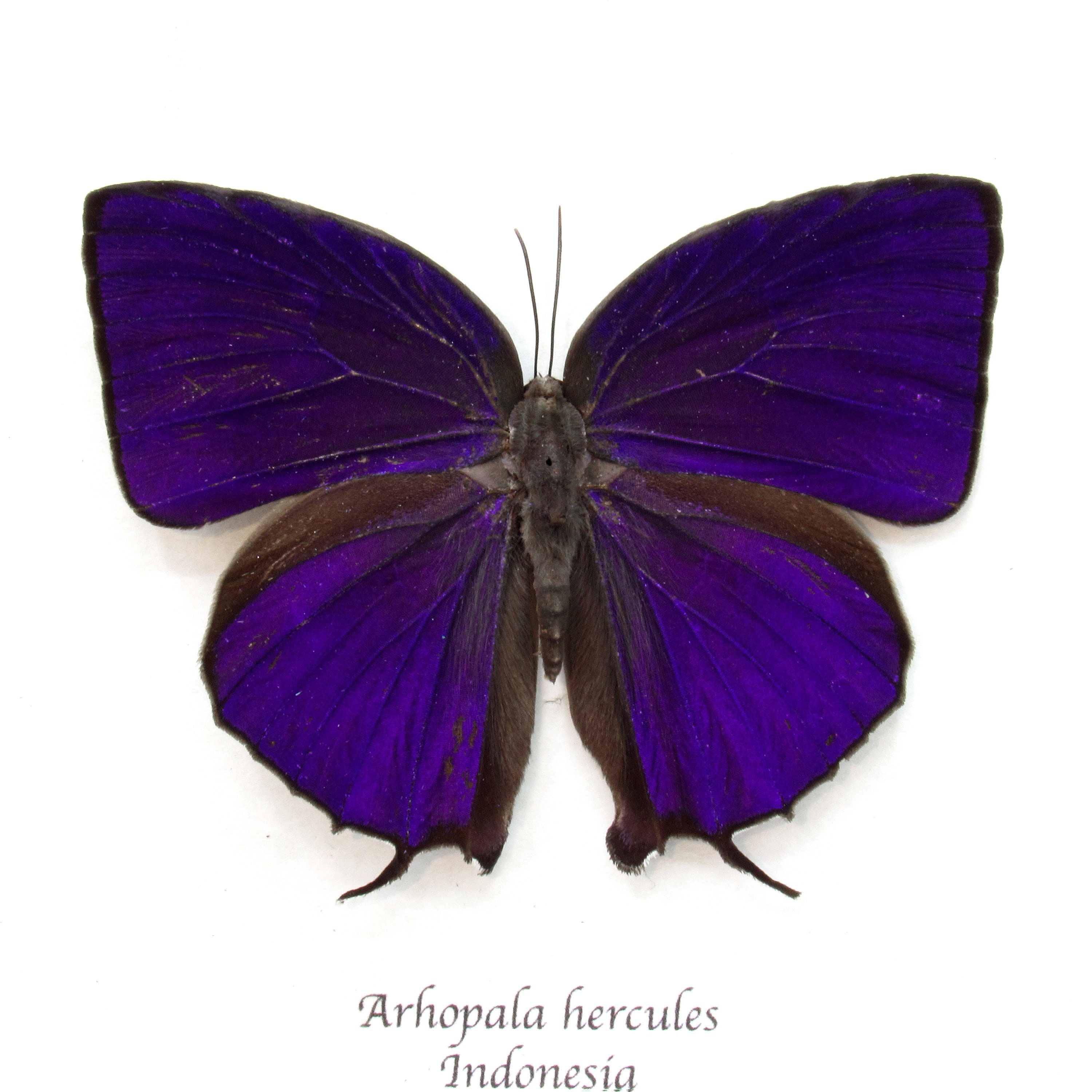 Real Purple Butterfly Pictures
