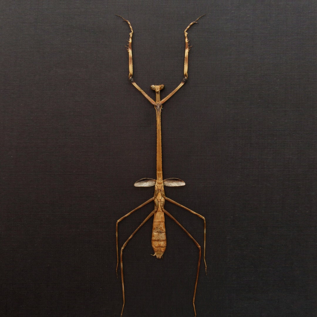 Rare Giraffe Mantis Framed Taxidermy - Euchomenella Heteroptera - Etsy