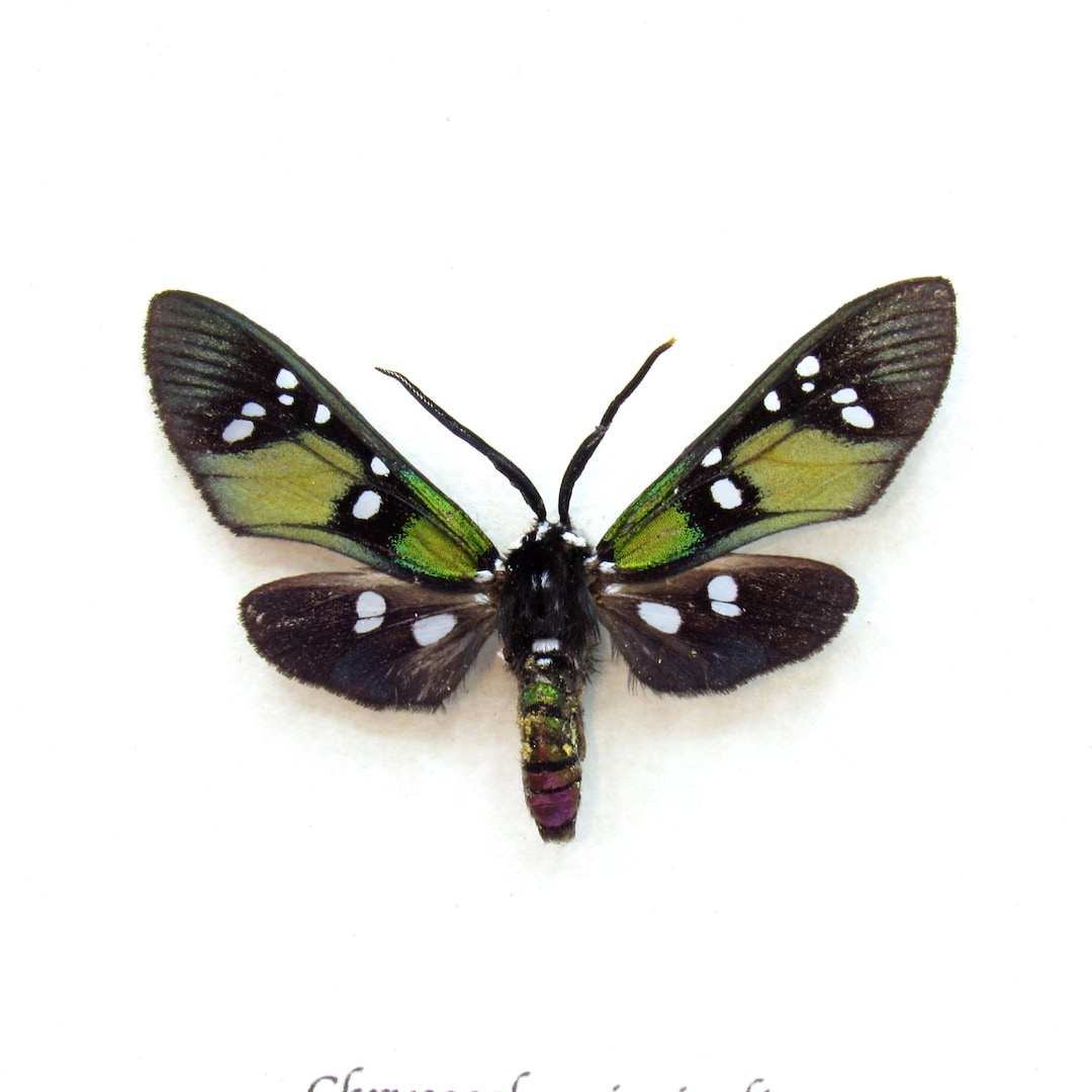 Rare Metallic Green Princely Tiger Moth Framed Taxidermy - Chrysocale ...