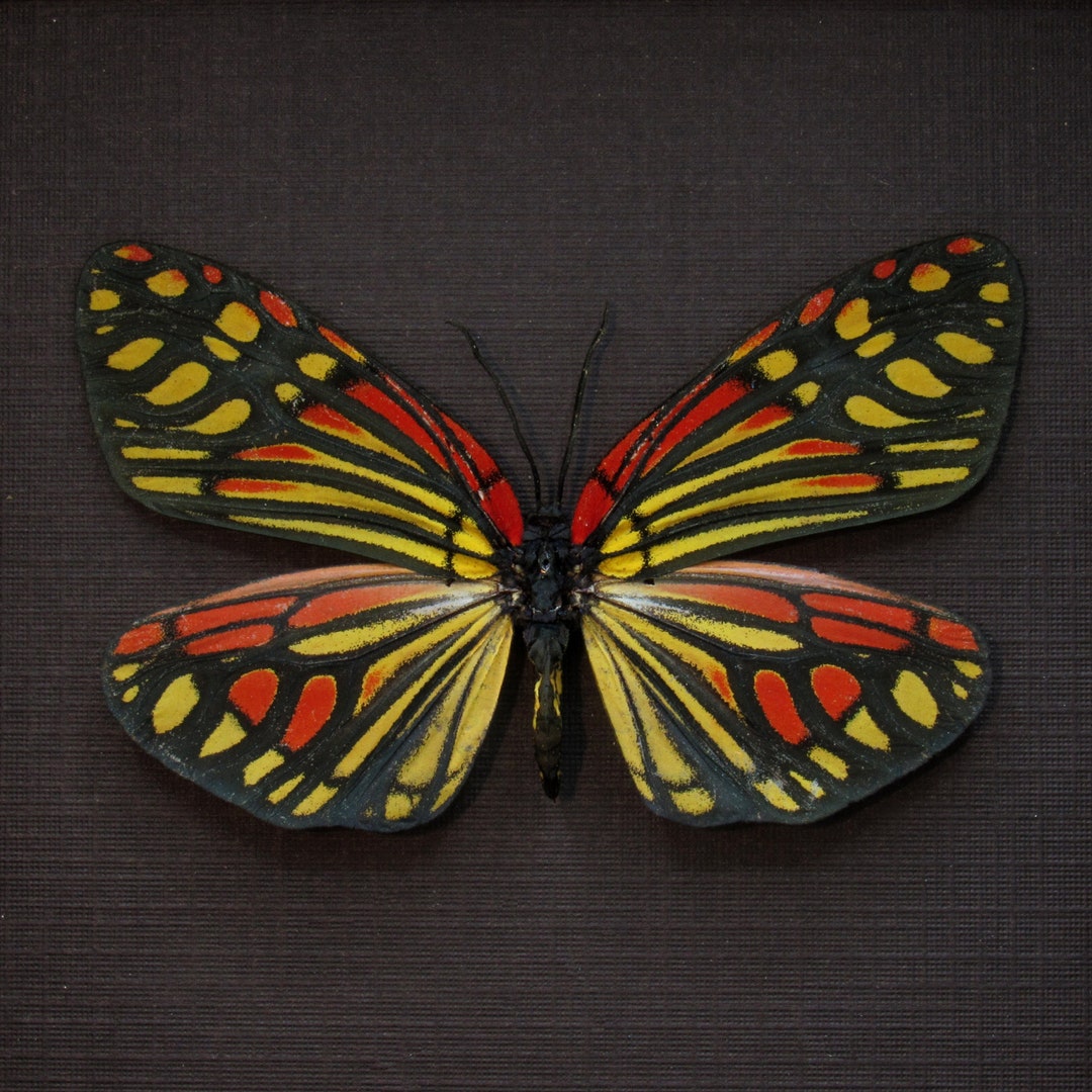 Real Red Zygaenid Moth Framed Taxidermy - Campylotes Burmanus - Large ...