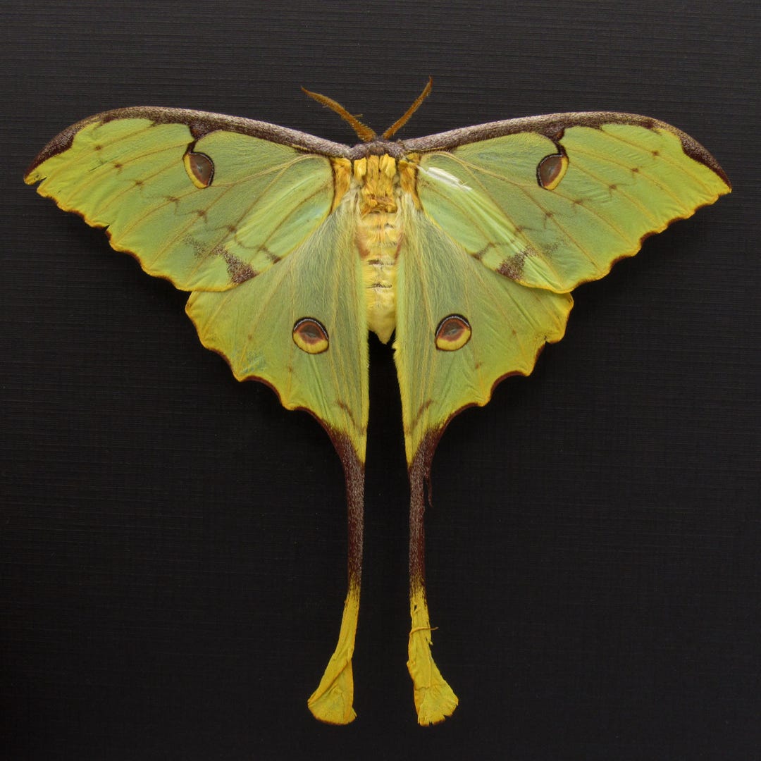 Real African Moon Moth Framed Taxidermy - Argema Mimosae - Female ...