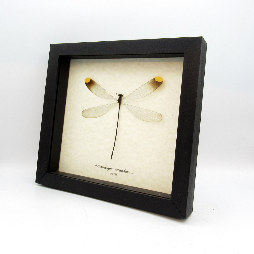 Real Giant Dragonfly Framed Taxidermy - Microstigma Rotundatum - Etsy