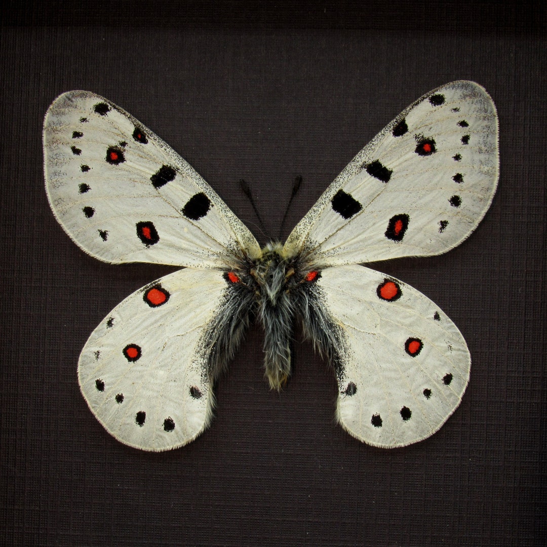Rare White Snow Apollo Butterfly Framed Taxidermy - Parnassius ...