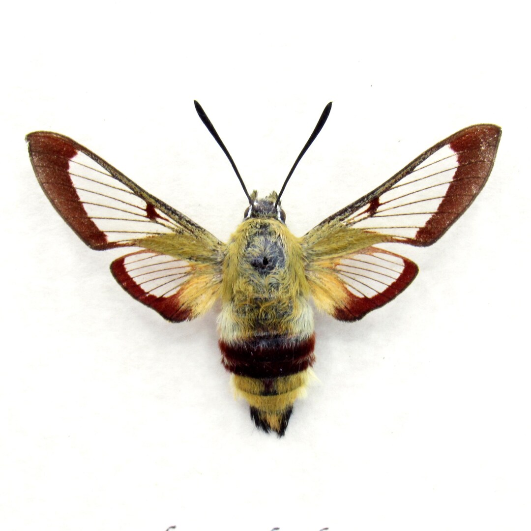 Real Furry Hummingbird Clearwing Moth Framed Taxidermy - Hemaris ...