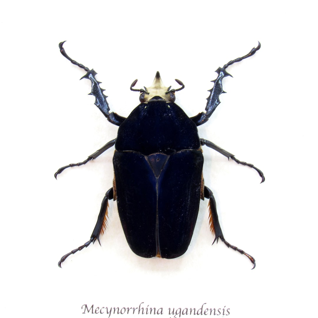 Large Scarab Beetle Framed Taxidermy - Mecynorrhina Ugandensis - Rare ...