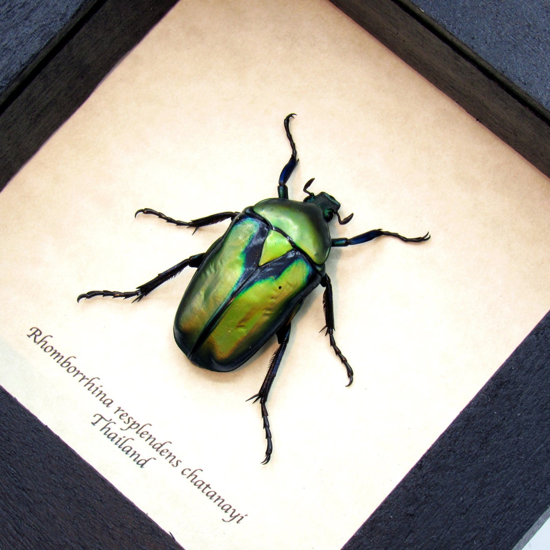 Real Metallic Scarab Beetle Framed Taxidermy - Rhomborrhina Resplendens ...