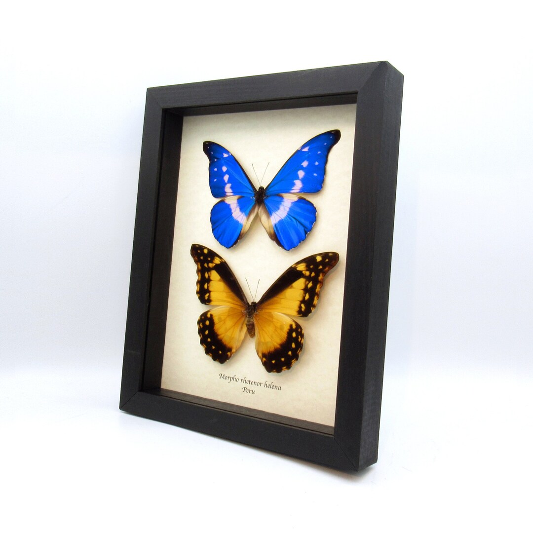 Real Morpho Butterflies Framed Taxidermy - Morpho Rhetenor Helena ...