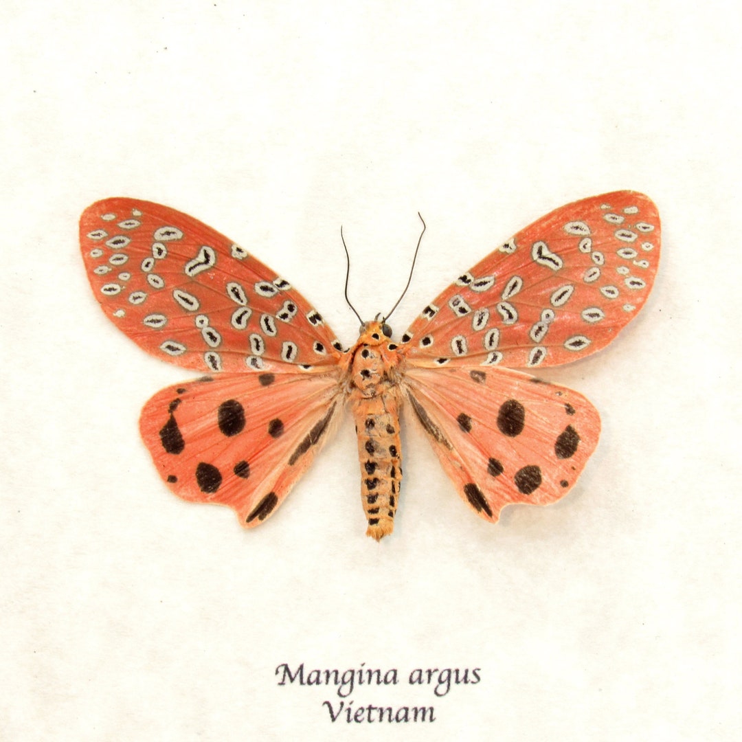 Real Millennial Pink Mangina Moth Framed Taxidermy Mangina Argus - Etsy