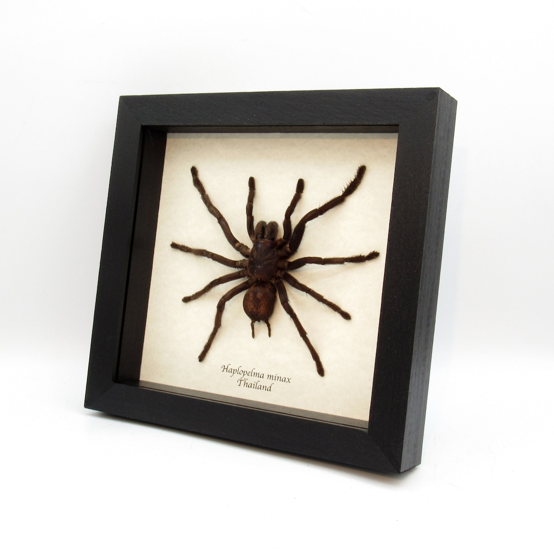 Real Zebra Leg Tarantula Framed Taxidermy - Haplopelma Minax - XL - Etsy
