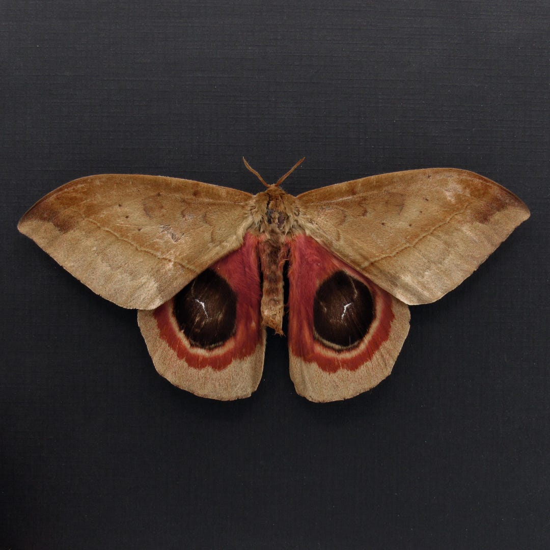 Real Giant Saturn Moth Framed Taxidermy - Automeris Metzli - Victorian ...