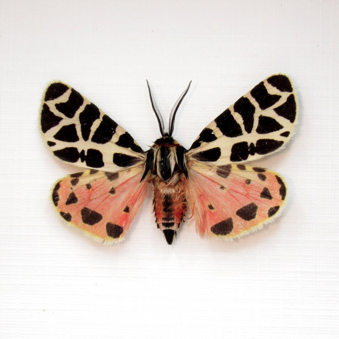Rare Pink Tiger Moth Framed Taxidermy Grammia Incorrupta - Etsy UK