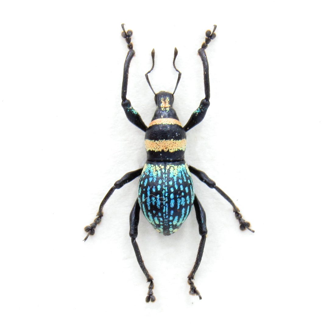 Rare Weevil Beetle Framed Specimen - Metapocyrtus Species - Etsy