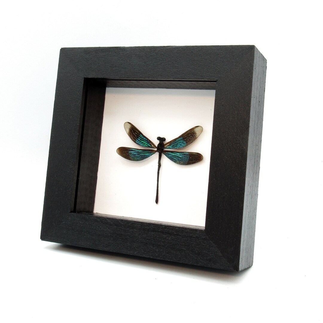 Real Framed Metallic Dragonfly Taxidermy - Euphaea Refulgens - Etsy