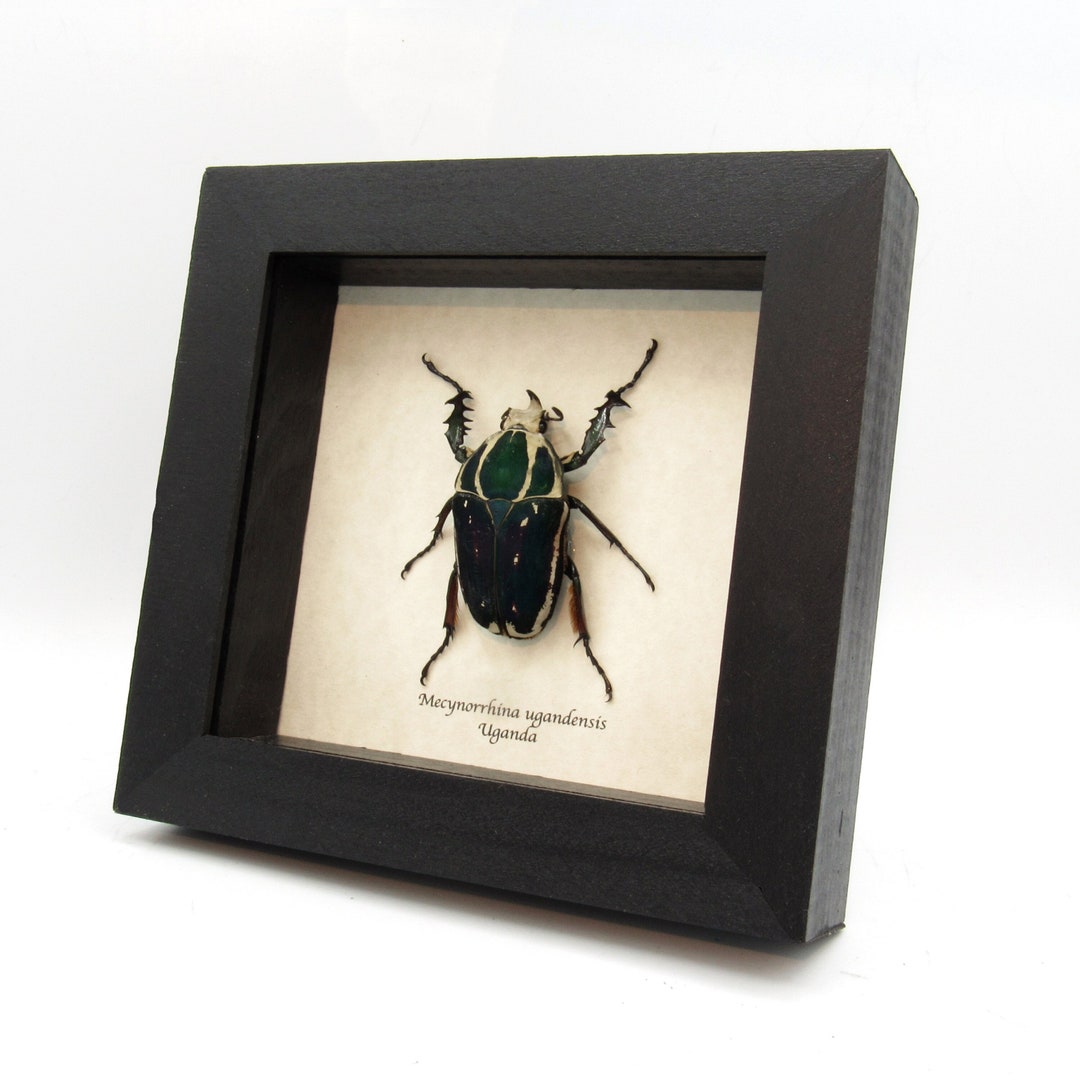 Large Scarab Beetle Framed Taxidermy - Mecynorrhina Ugandensis - Green ...
