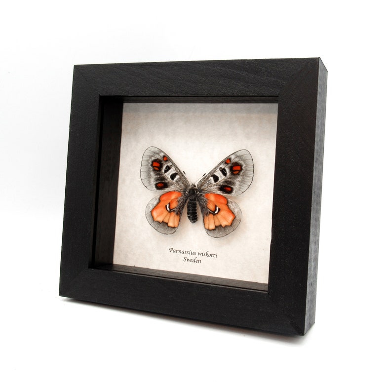 Very Rare Hybrid Snow Apollo Butterfly Framed Taxidermy - Parnassius ...