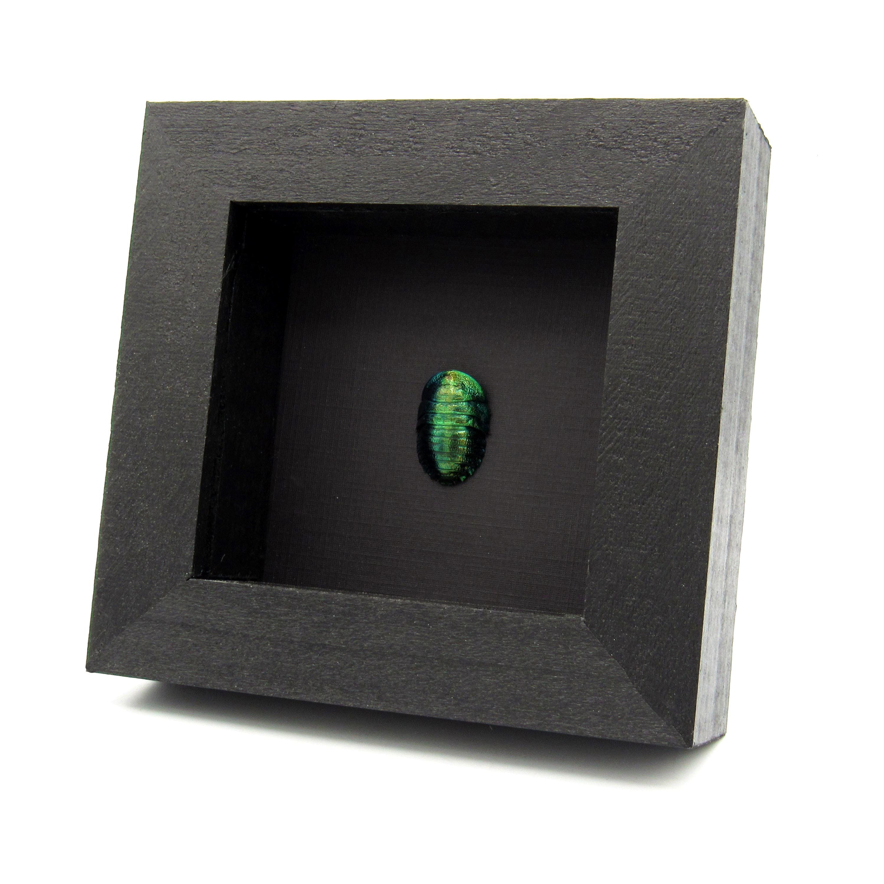 Rare Metallic Green Cockroach Framed Taxidermy - Pseudoglomeris ...