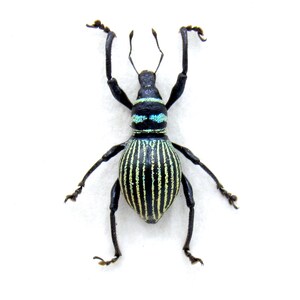 Real Weevil Beetle Framed Specimen - Metapocyrtus Species - Etsy