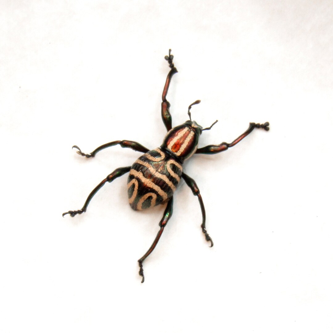 WEEVIL MANIA! Rare Red Metallic Beetle Framed Taxidermy - Pachyrhynchus ...