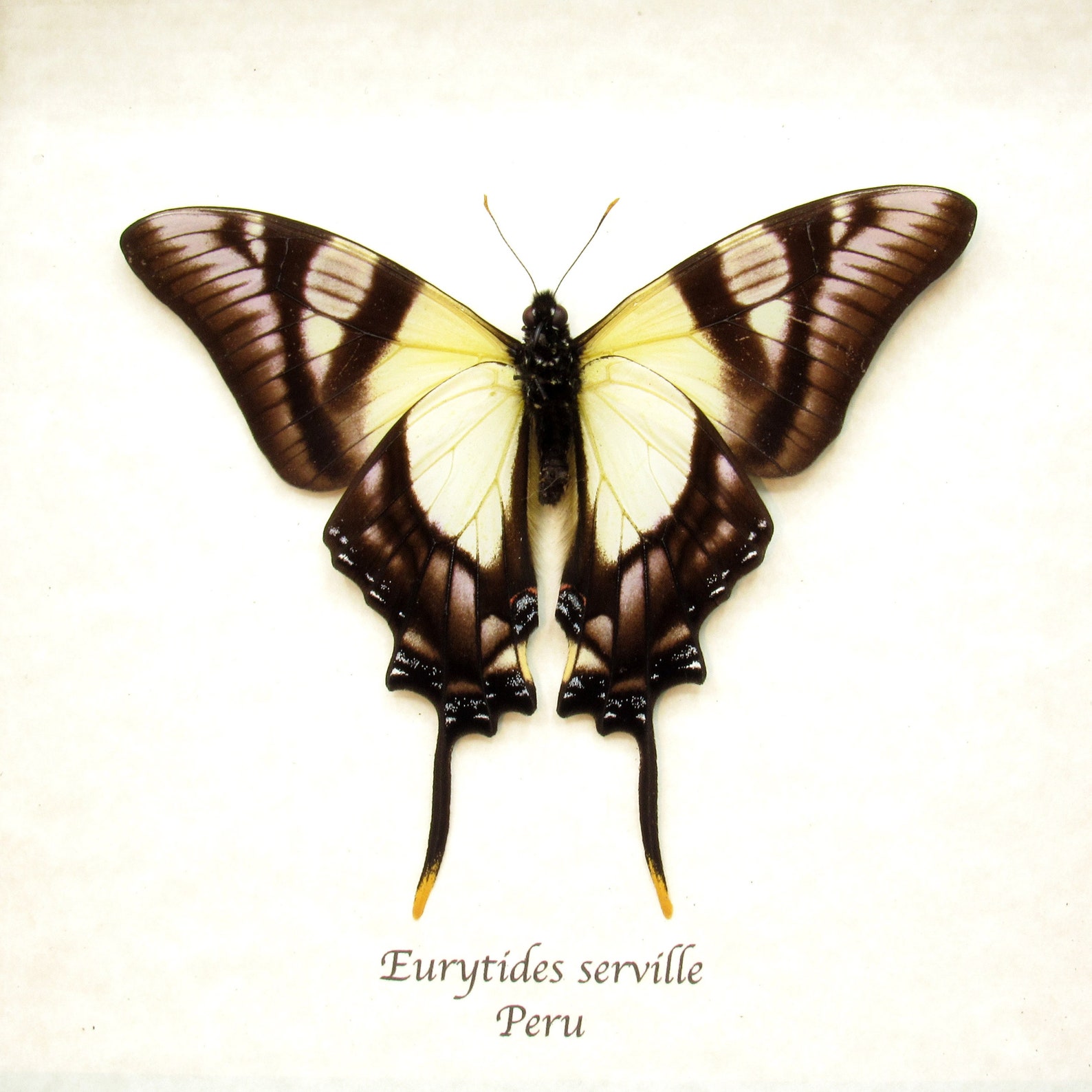 Real Swordtail Butterfly Framed Taxidermy - Eurytides Serville ...