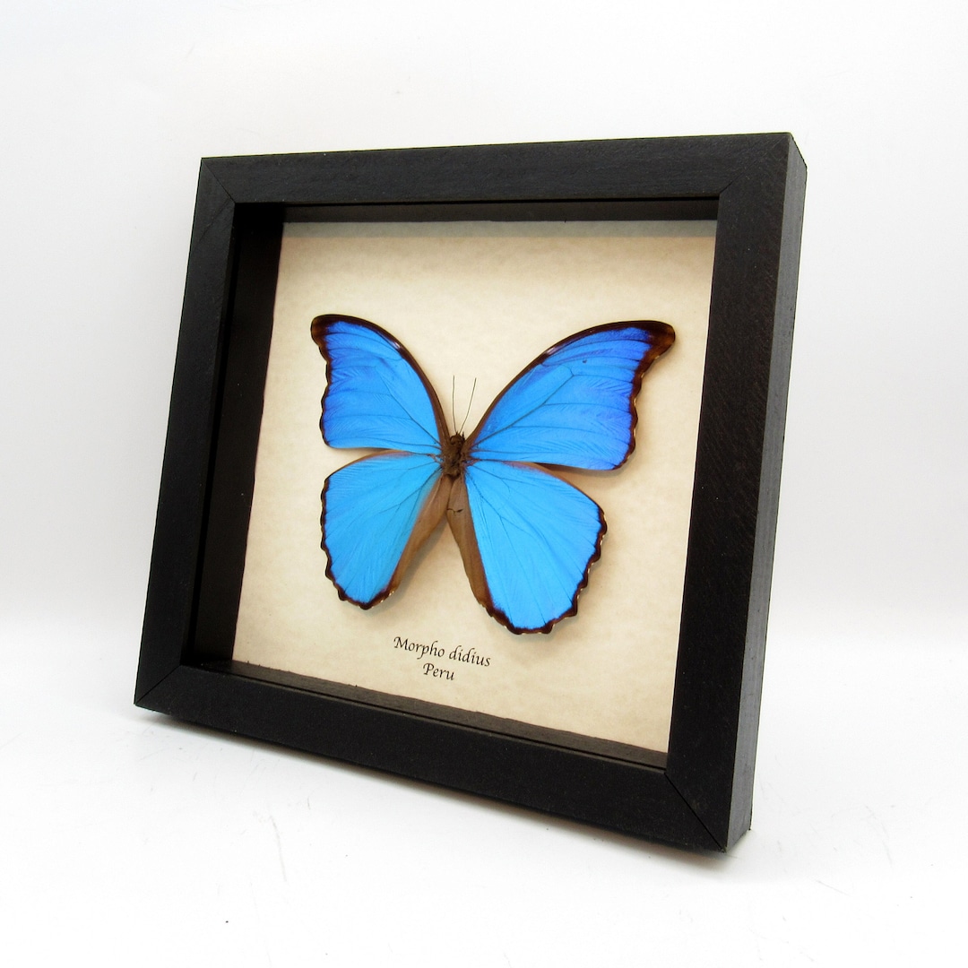 Real Giant Blue Morpho Butterfly Framed - Morpho Didius - 5.55 Inch ...