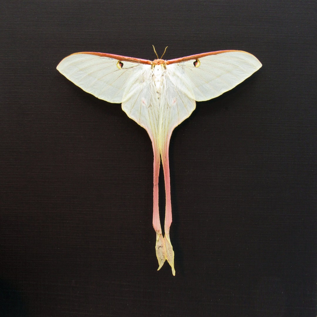 Rare Chinese Moon Moth Framed Actias Dubernardi Female Victorian Mount ...
