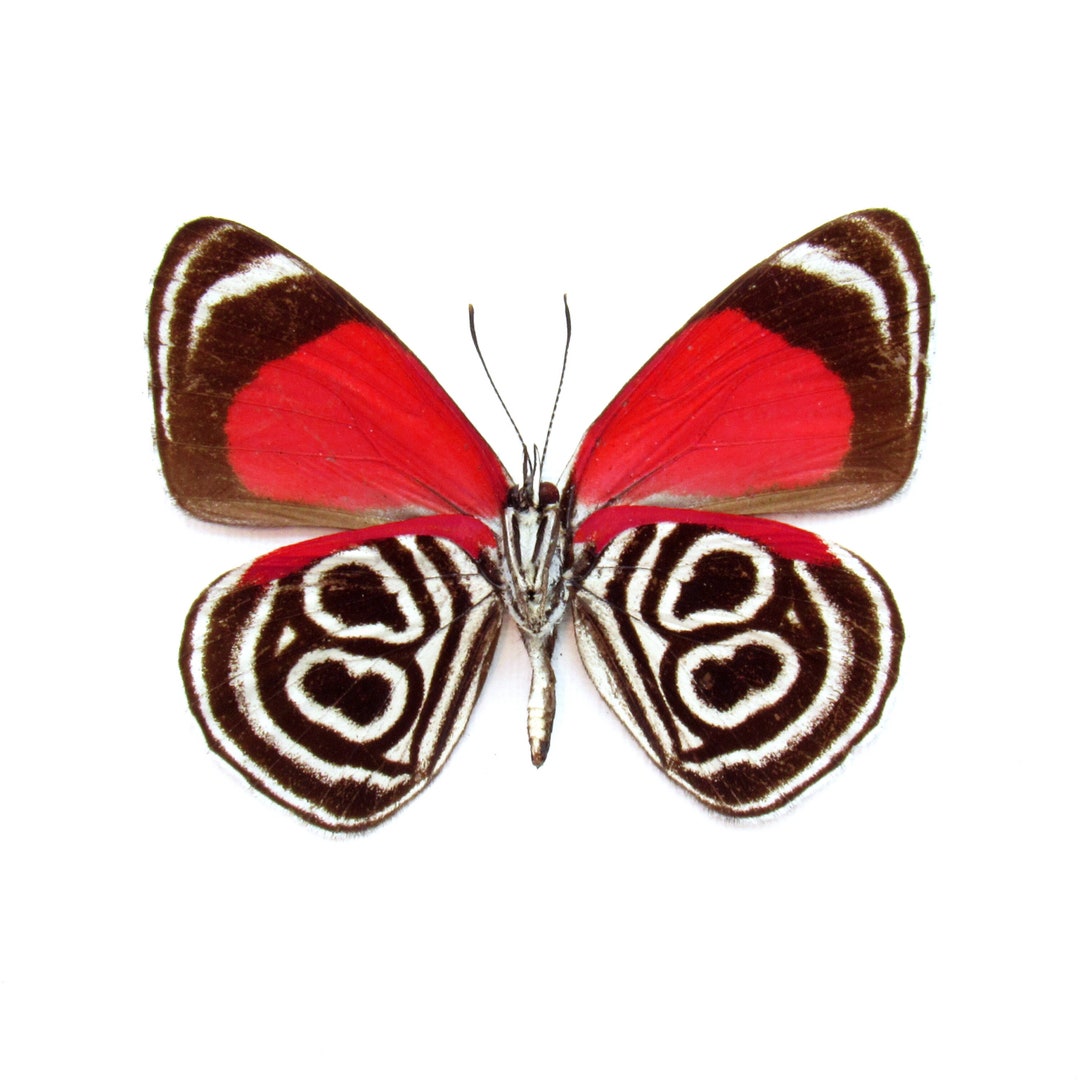 Real Eluina Eighty-eight Butterfly Framed Taxidermy - Diaethria Eluina ...