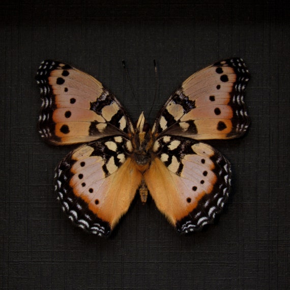 Rare Pink Form Gaudy Commodore Butterfly Framed Taxidermy | Etsy