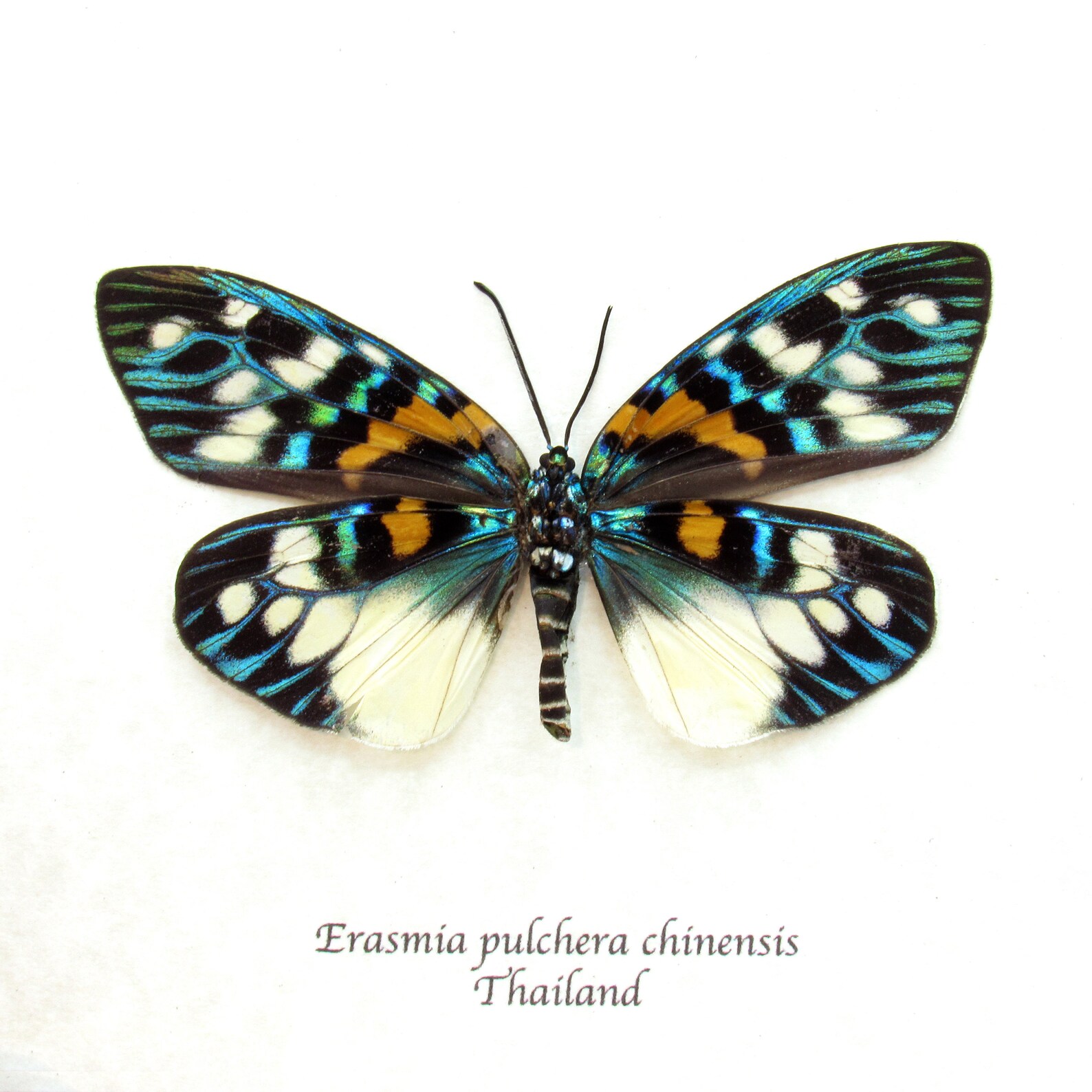 Real Metallic Day Flying Moth Framed Taxidermy - Erasmia Pulchera ...