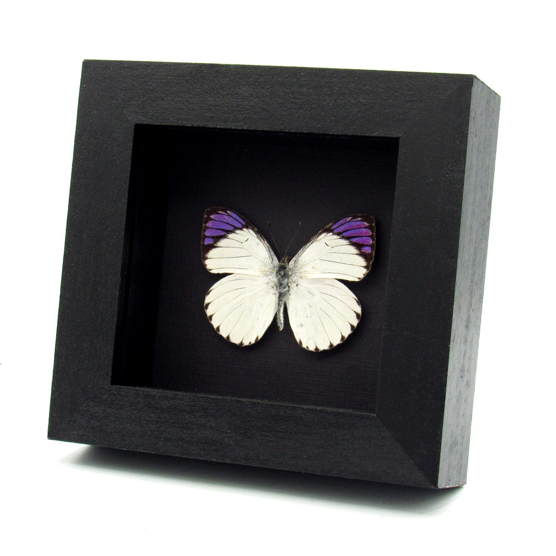 Real Purple Tip Butterfly Framed Taxidermy - Colotis Regina - 2 - Etsy