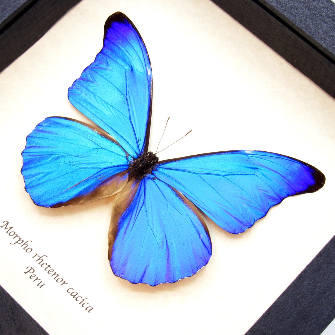 Rare Metallic Blue Butterfly Framed Taxidermy - Morpho Rhetenor Cacica ...