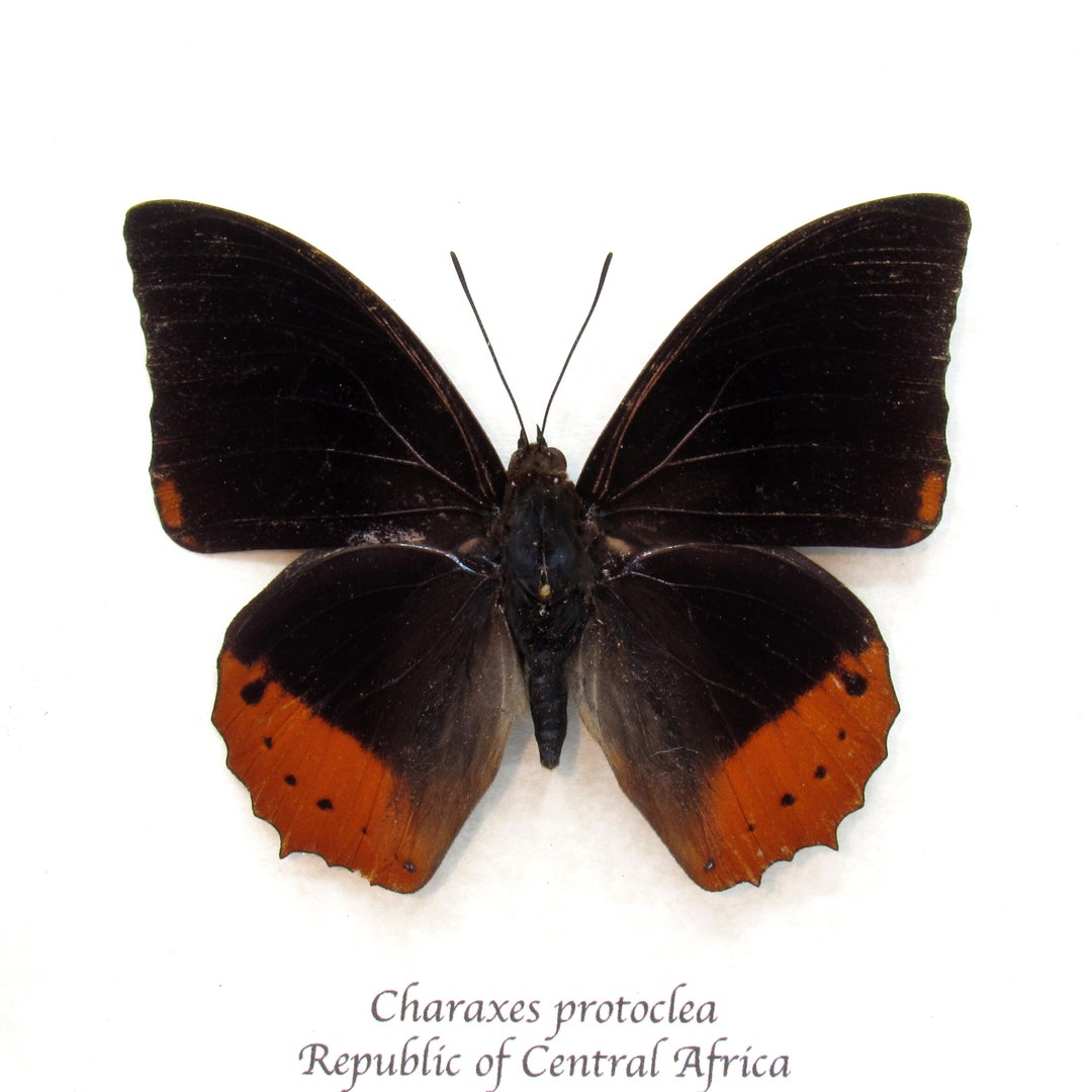 Real Flame Bordered Emperor Butterfly Framed Taxidermy Charaxes ...
