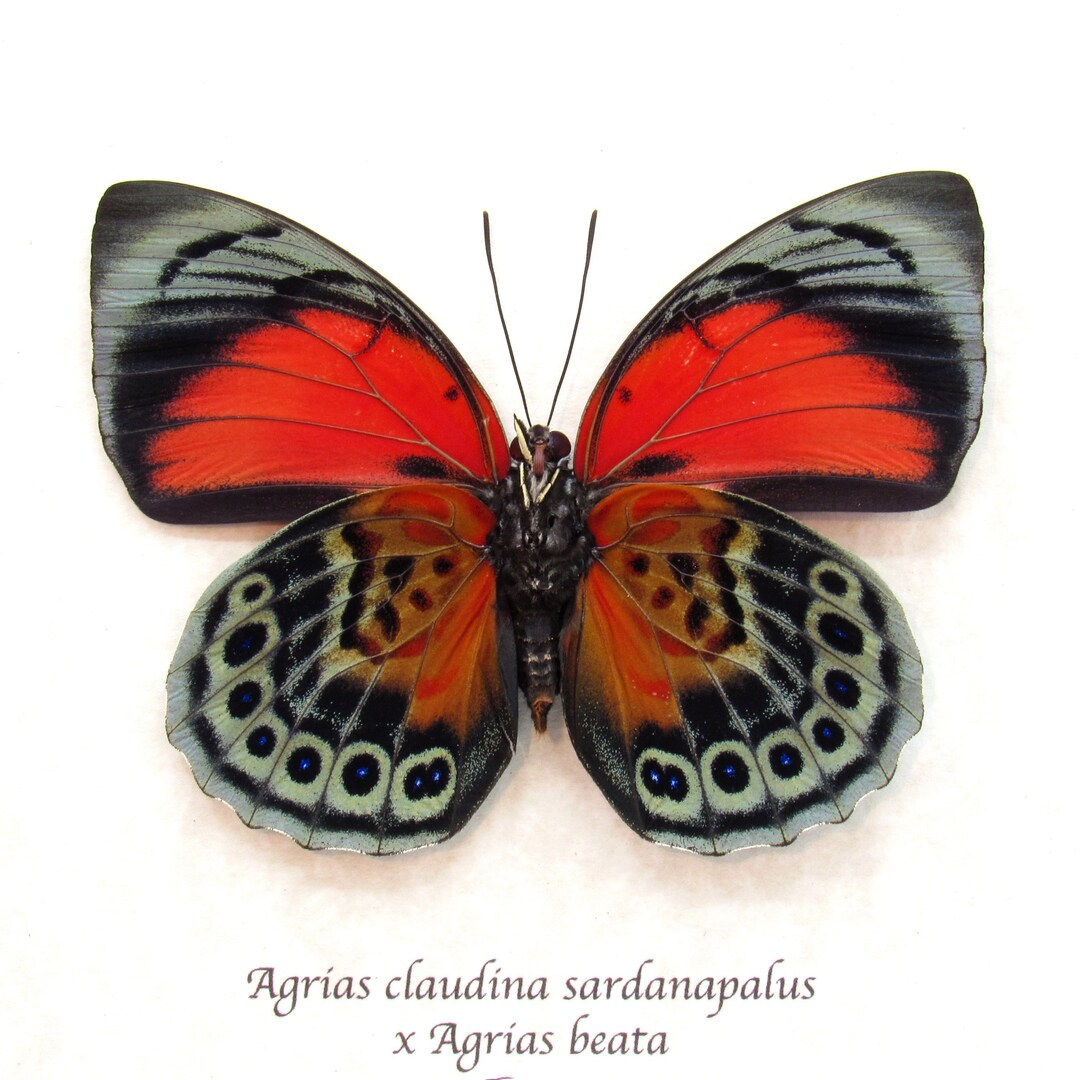 Stunning Real Hybrid Agrias Butterfly Framed Taxidermy - Agrias ...