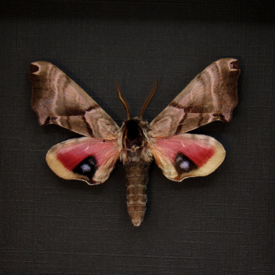 Real Pink Sphinx Moth Framed Taxidermy - Smerinthus Jamaicensis - Etsy