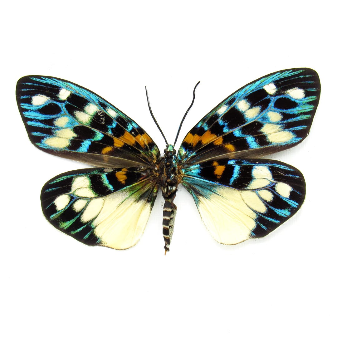 Real Metallic Day Flying Moth Framed Taxidermy - Erasmia Pulchera ...
