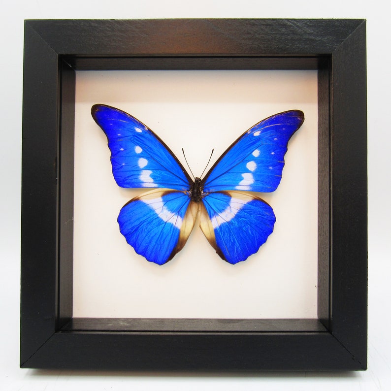 Real Metallic Blue Butterfly Framed Taxidermy Morpho - Etsy