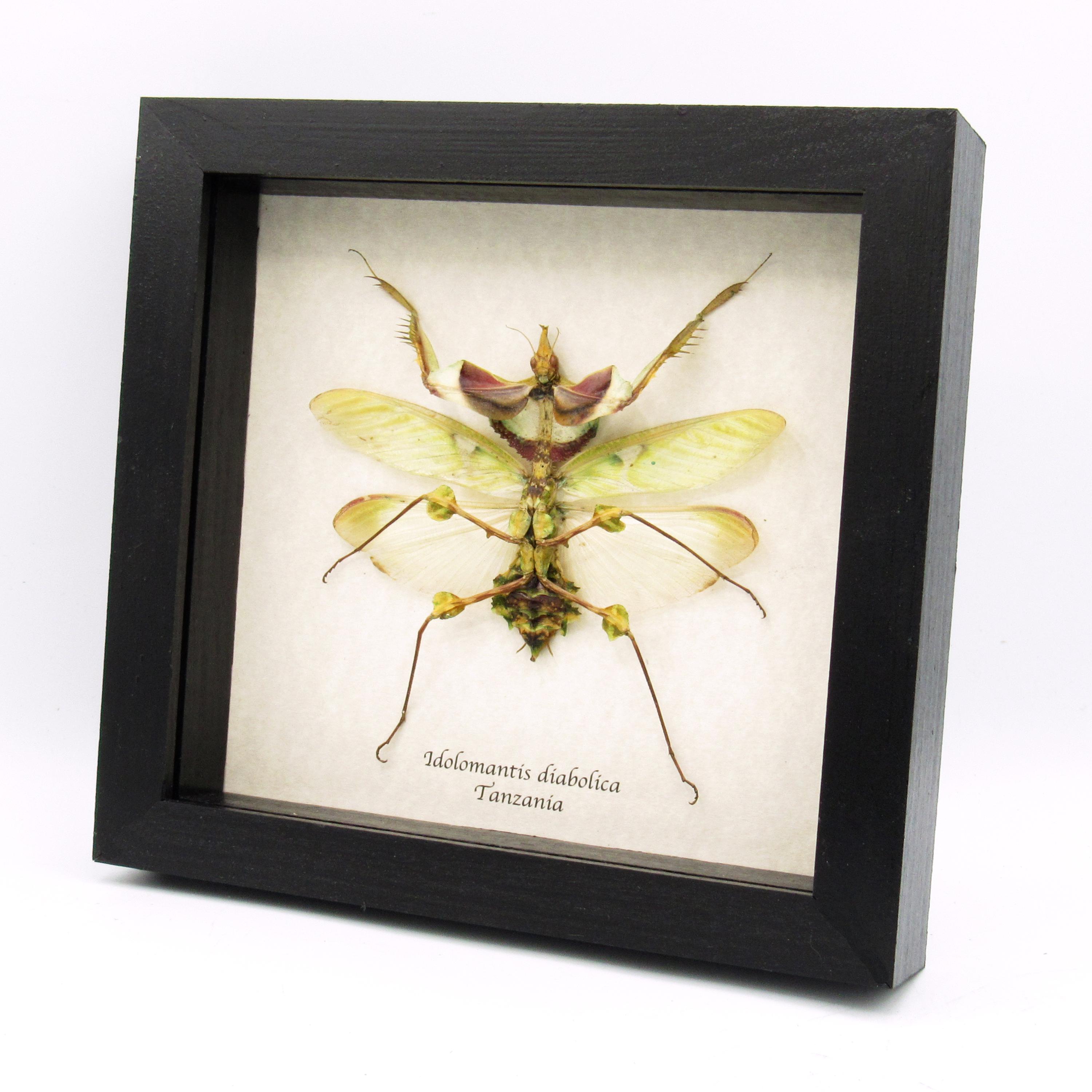 Real Giant Devils Flower Mantis Framed Taxidermy - Idolomantis ...