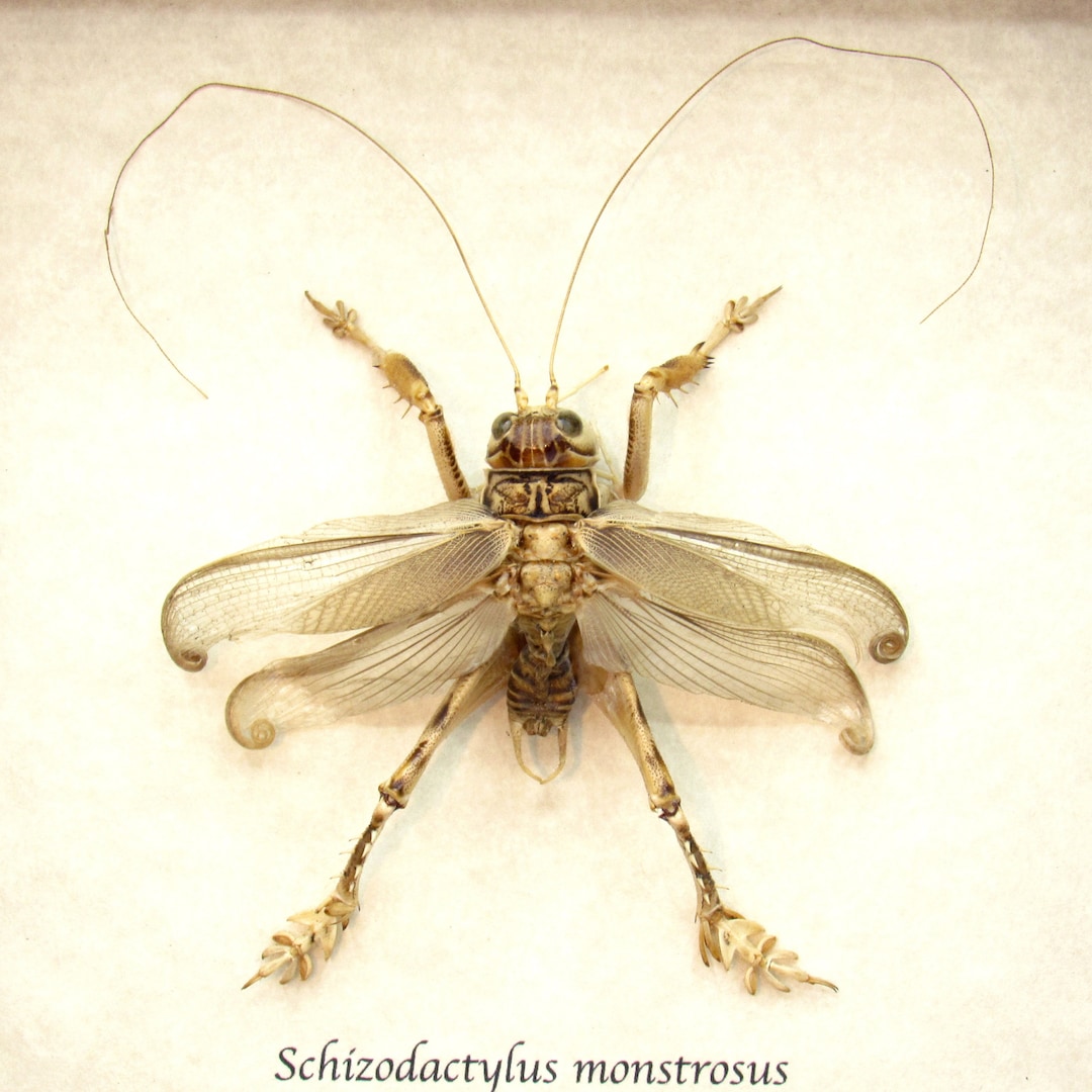 Rare Carnivorous Pakistani Desert Cricket Framed Taxidermy ...