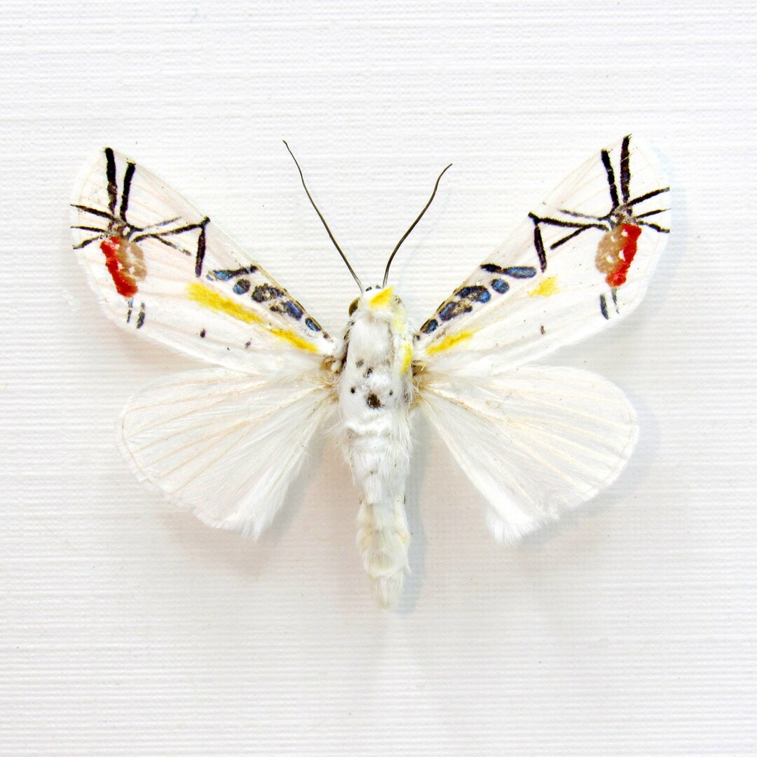 Rare Metallic Picasso Moth Framed Taxidermy Baorisa - Etsy