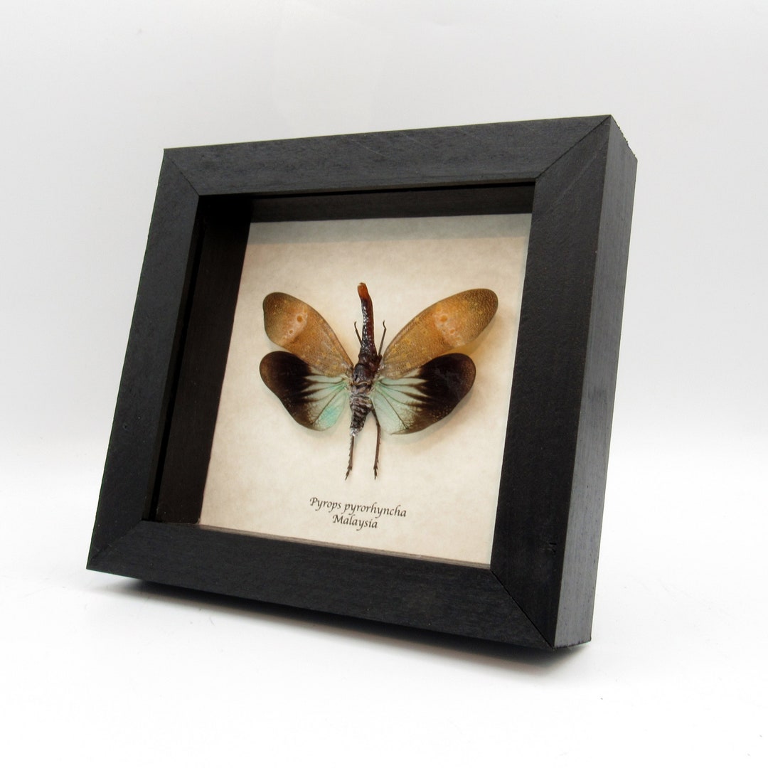 Real Blue Lanternfly Framed Taxidermy - Pyrops Pyrorhyncha - Etsy