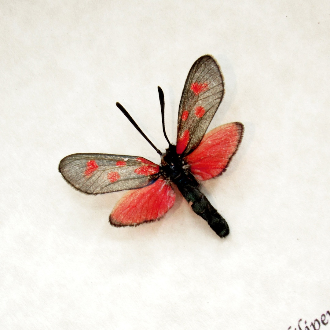 Real Tiny Red Six Spot Burnet Moth Framed Taxidermy - Zygaena ...