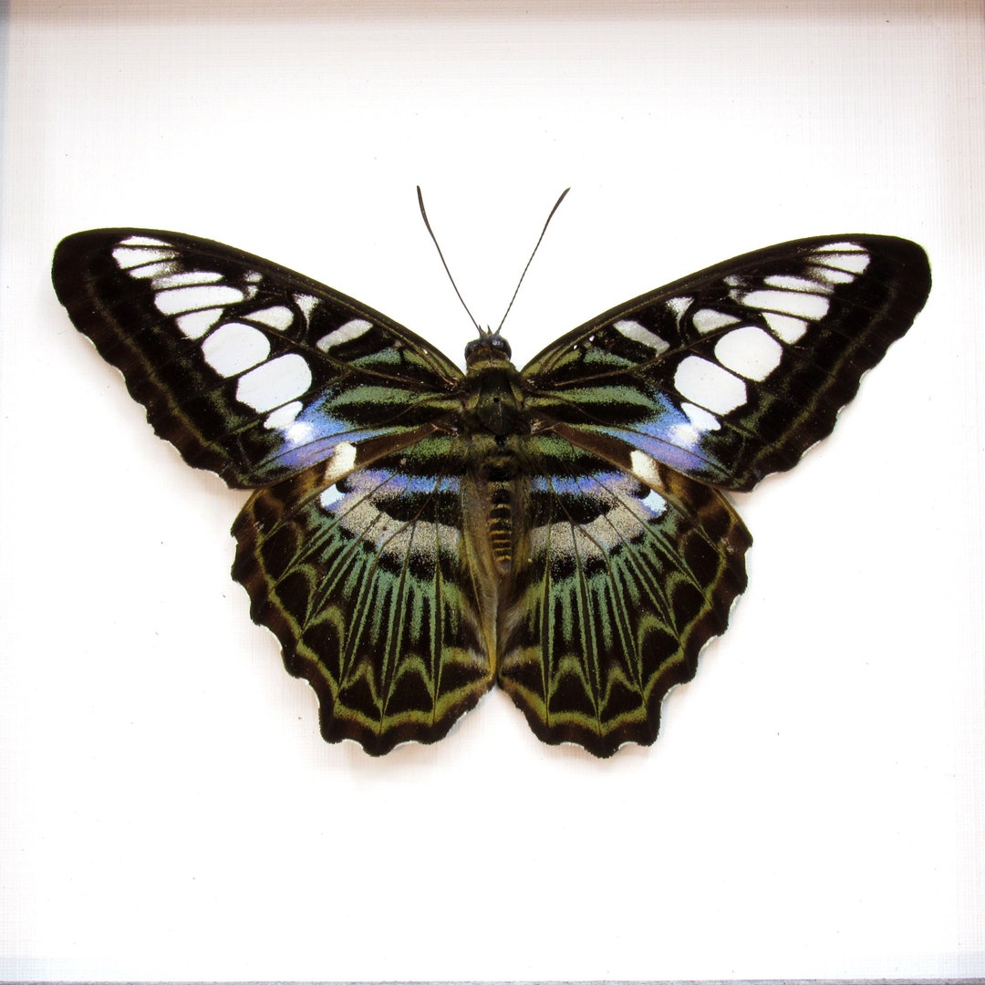 Real Purple Butterfly Framed Taxidermy Parthenos Lilacinus Victorian ...