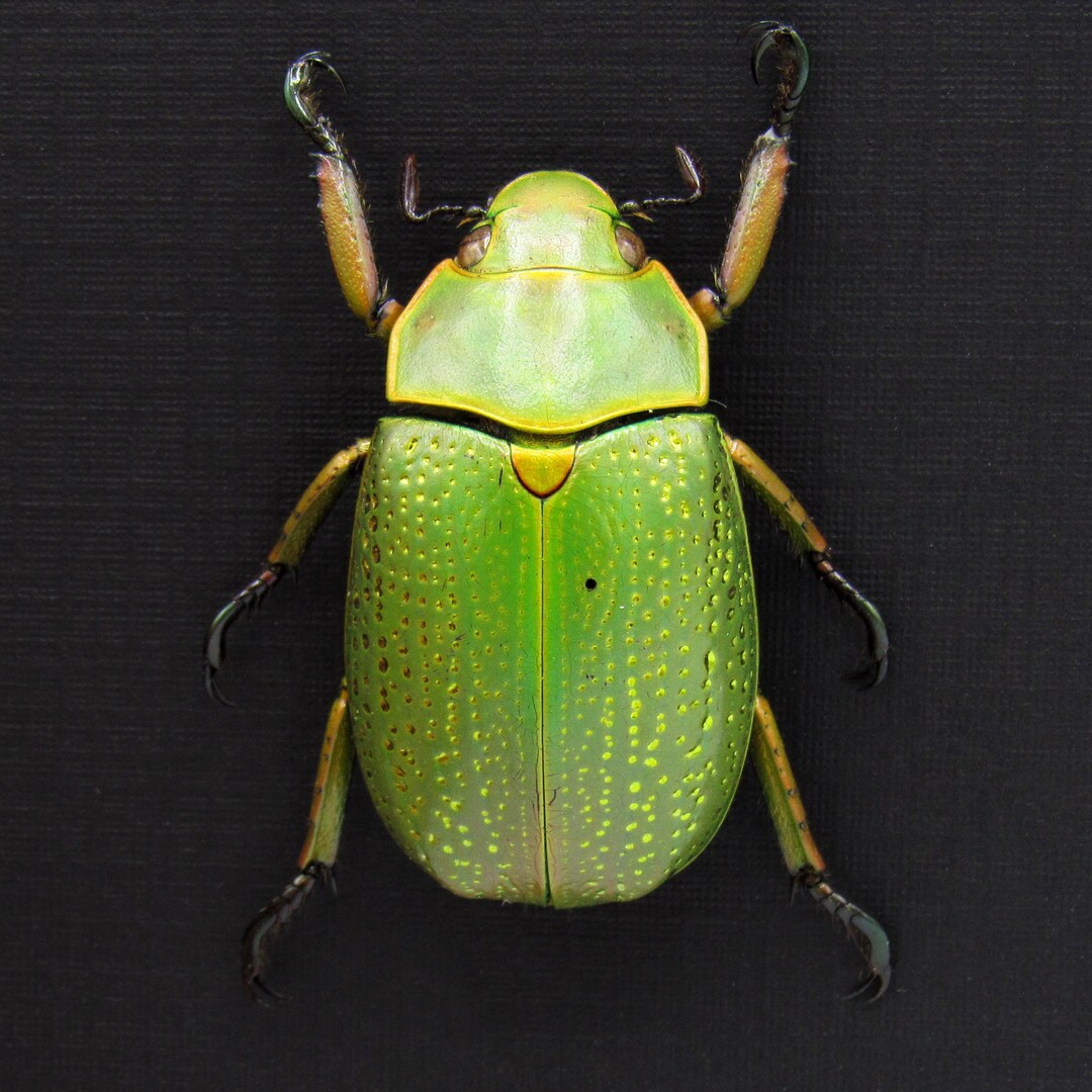 Rare Large Metallic Gold Speckled Jewel Scarab Beetle Framed Taxidermy ...