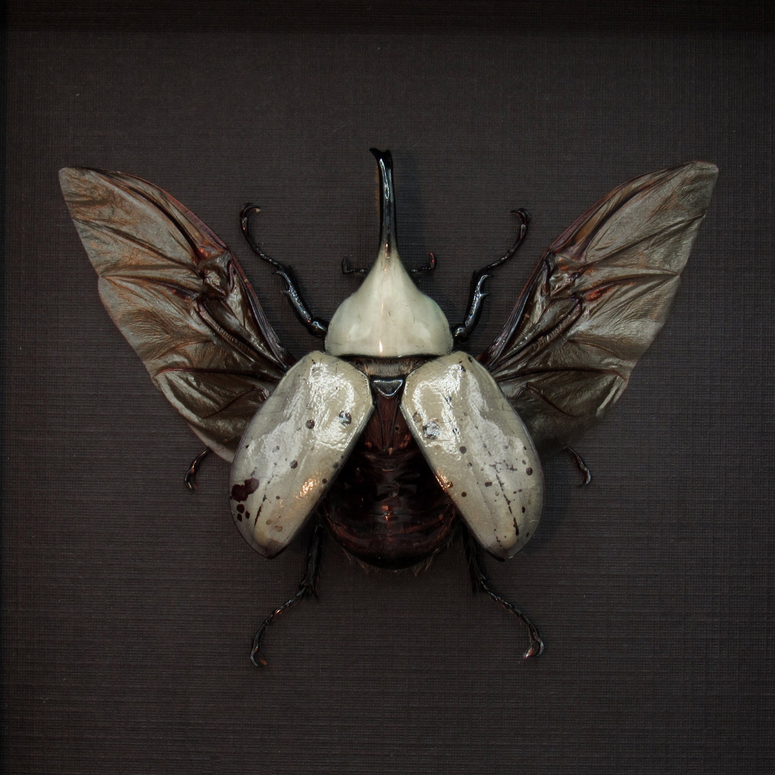 Real Large Western Hercules Beetle Framed Taxidermy - Dynastes Grantii ...