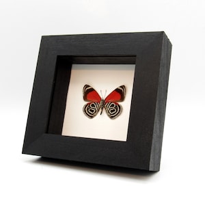 Real Eluina Eighty-eight Butterfly Framed Taxidermy Diaethria Eluina - Etsy