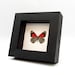 Real Eluina Eighty-eight Butterfly Framed Taxidermy - Diaethria Eluina ...
