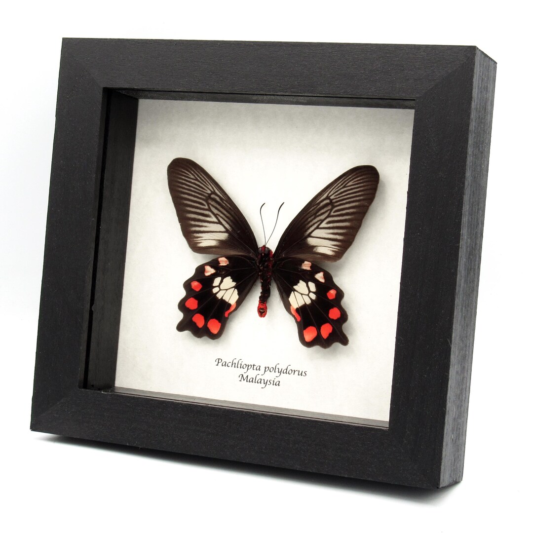 Real Red-bodied Swallowtail Butterfly Framed Taxidermy - Pachliopta ...