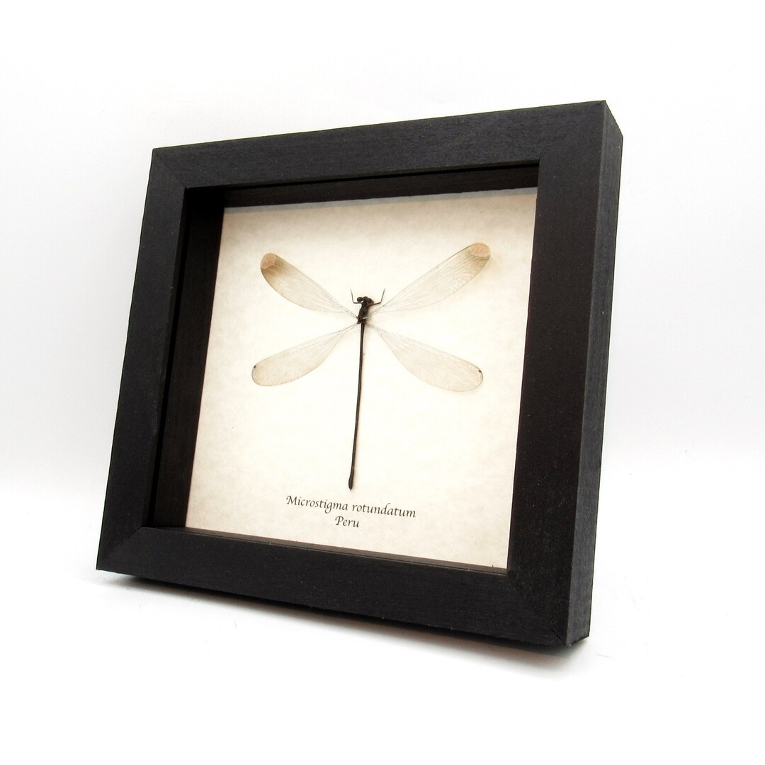 Real Giant Dragonfly Framed Taxidermy - Microstigma Rotundatum - Etsy