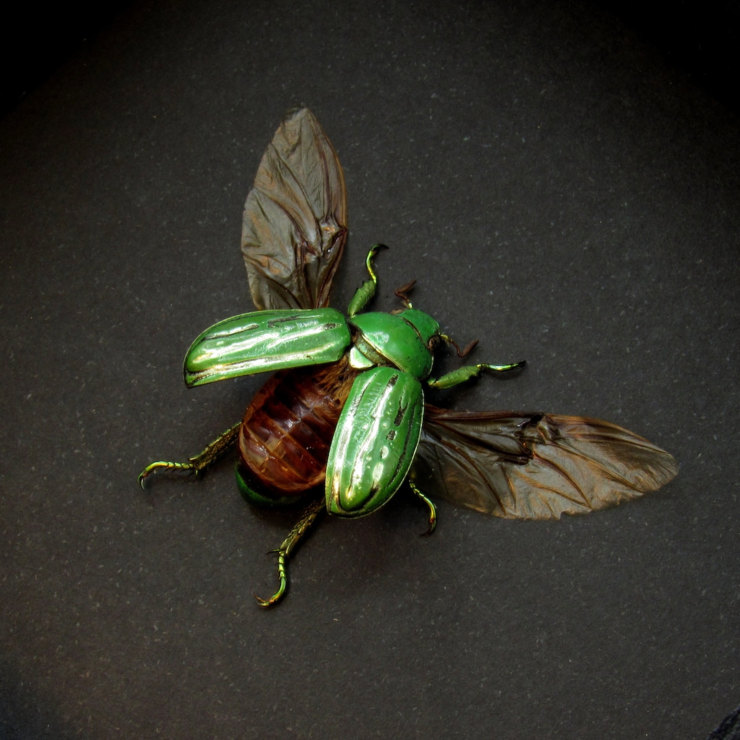 Real Metallic Jewel Beetle Framed Taxidermy Plusiotis - Etsy