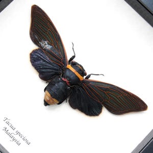 Rare XL Giant Black Rainforest Cicada Framed Taxidermy - Tacua Speciosa ...