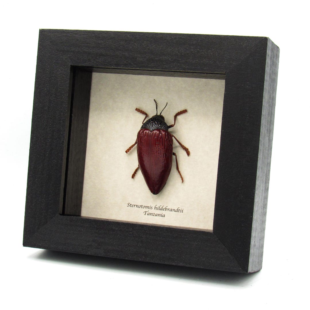 Real Giant Jewel Beetle Framed Taxidermy - Sternocera Hildebrandti ...